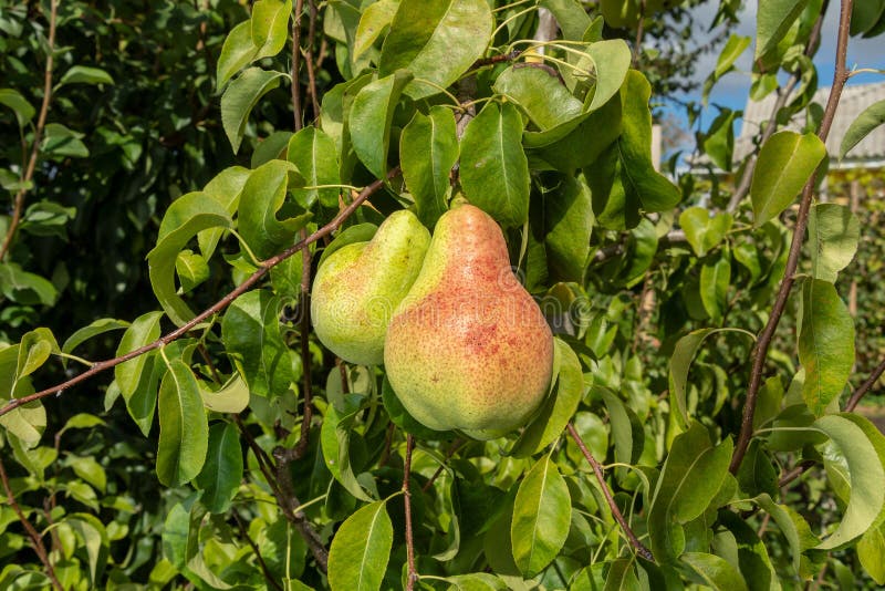 Ripe Fruit Of Pears Hang On A Tree Branch Close-up Macro. Harvesting In ...