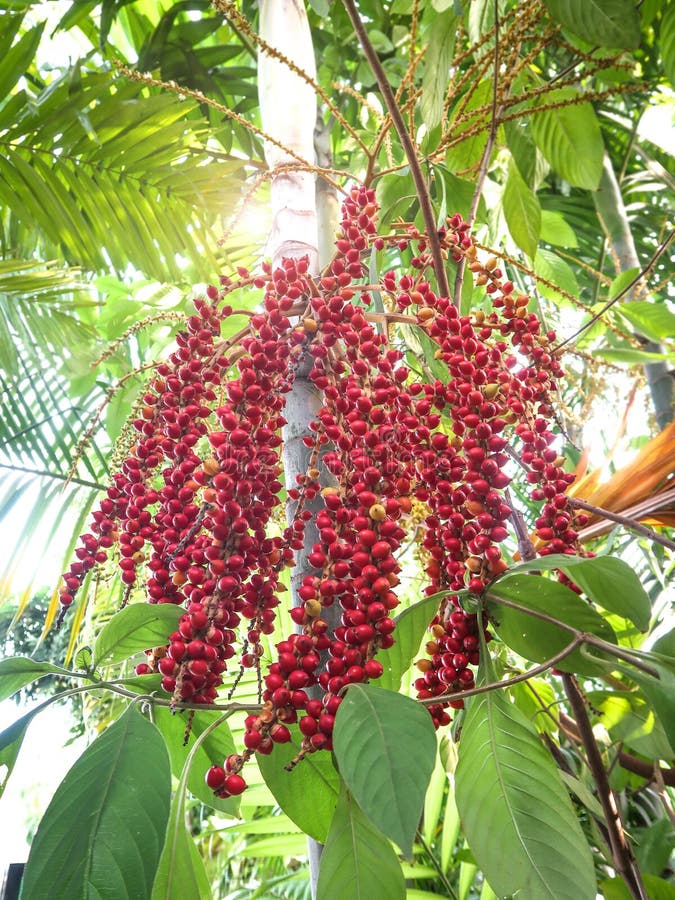 Red Plam Oil and Ripe Betel Nut Fruit on Tree. Manila Palm -Vei Stock ...