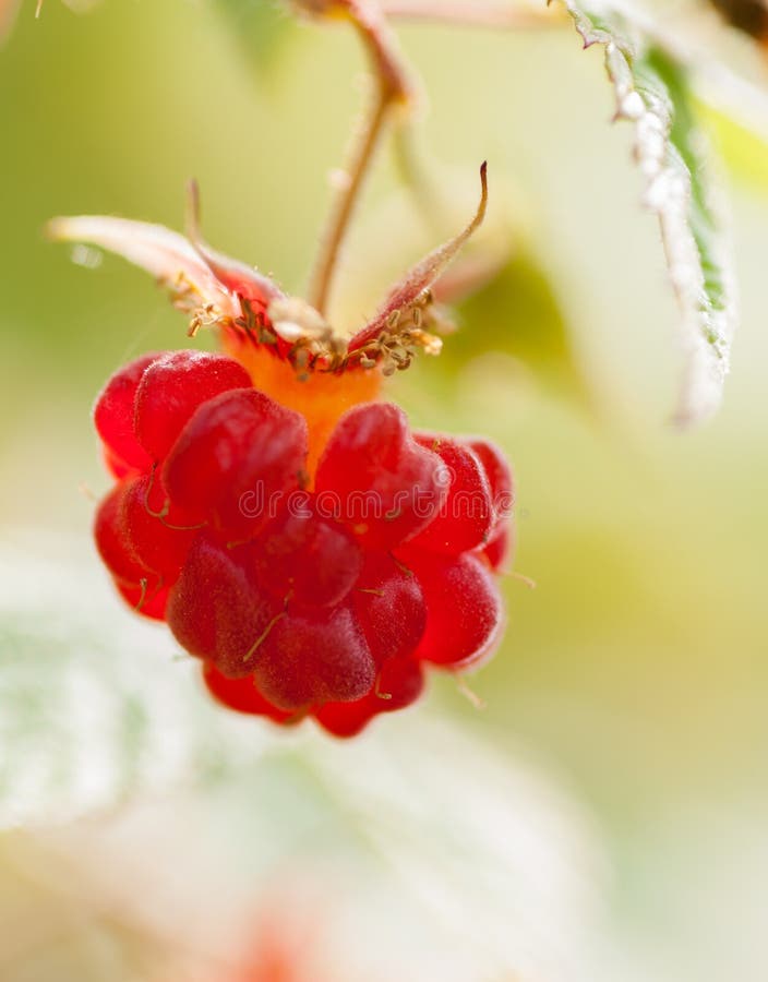 Raspberry - Rubus idaeus stock image. Image of fruit - 122315733