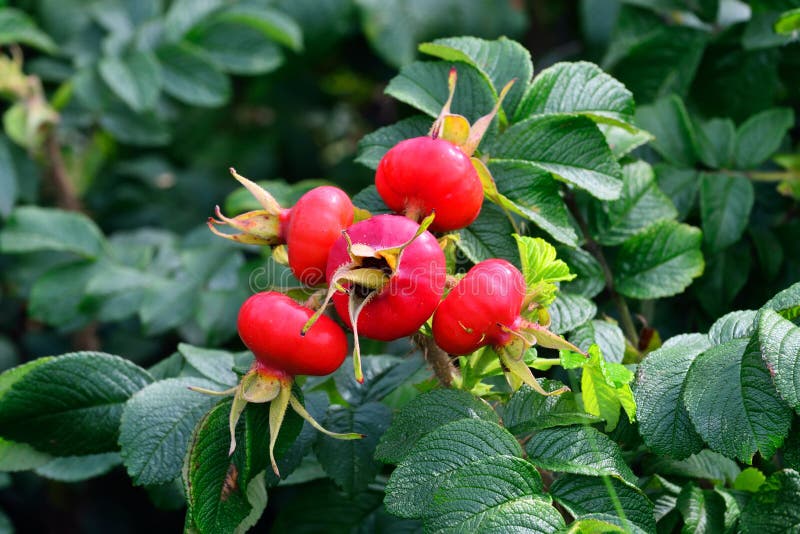 The Fruit of Rosehip Latin. Fructus Rosae is a Medicinal Vegetable Raw ...