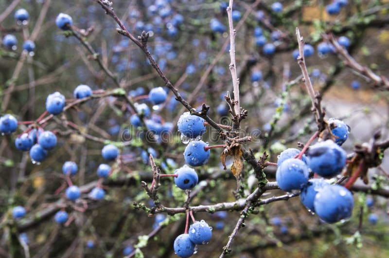 Branch with thorn fruit stock image. Image of park, environment - 13998081
