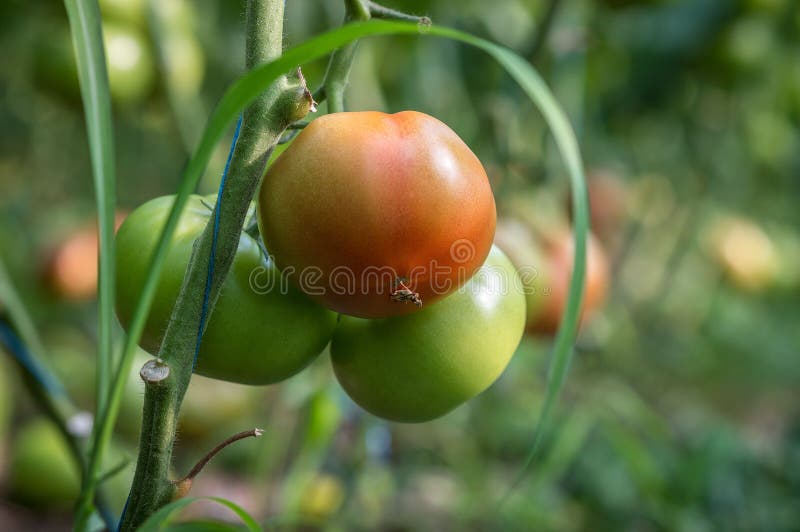 Ripe Fruit on Tomato Plants Stock Photo - Image of agro, ripe: 72888648
