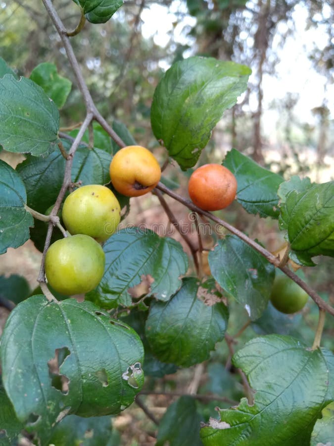 Ripe Fruit on the Tree ( Ber) Jujube Stock Image - Image of tree, fruit ...