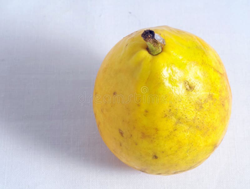 Ripe Fruit stock photo. Image of isolated, guayaba, grow - 245118250