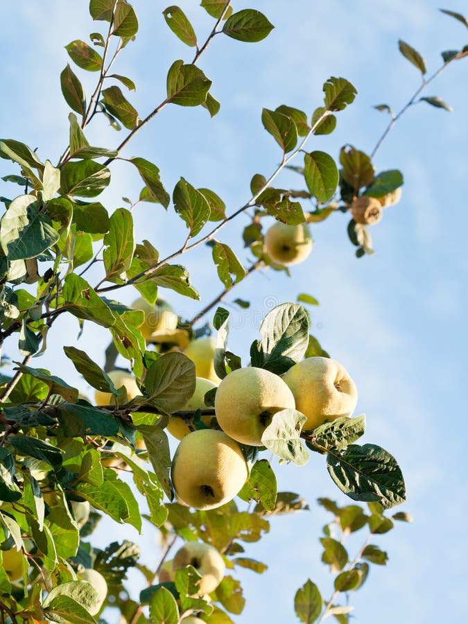 Ripe Fruits of Apple Quince on Tree Stock Image - Image of scenery ...