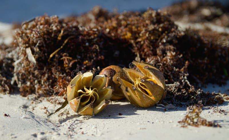 Ripe Fruits Nuts Lying on a Sandy Beach Stock Photo - Image of water ...