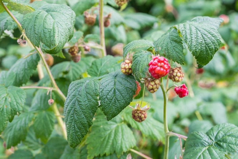 Ripe Fruits on a Raspberry Bush Stock Image - Image of food, protection ...