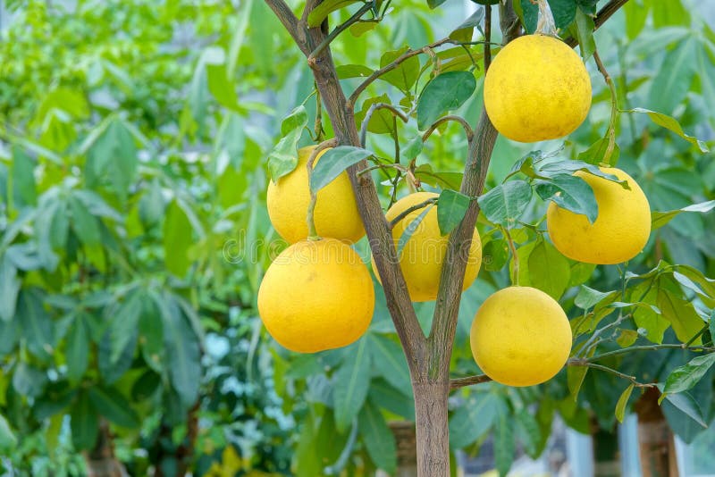 Shaddock Trees Stock Photos - Free & Royalty-Free Stock Photos from ...