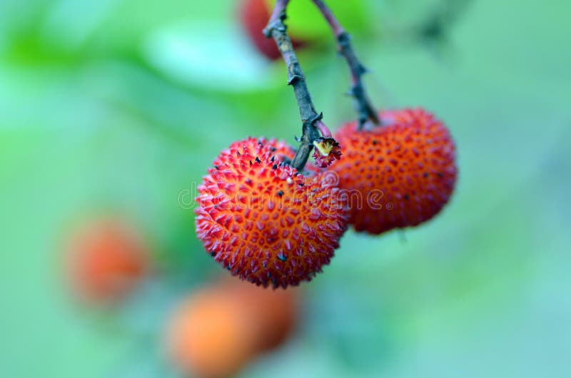 Ripe Fruits of the Strawberry Tree (Arbutus Unedo) with Selective Focus ...