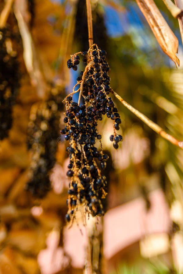 Ripe Fruits of Trachycarpus Palm Tree Stock Photo - Image of holiday ...