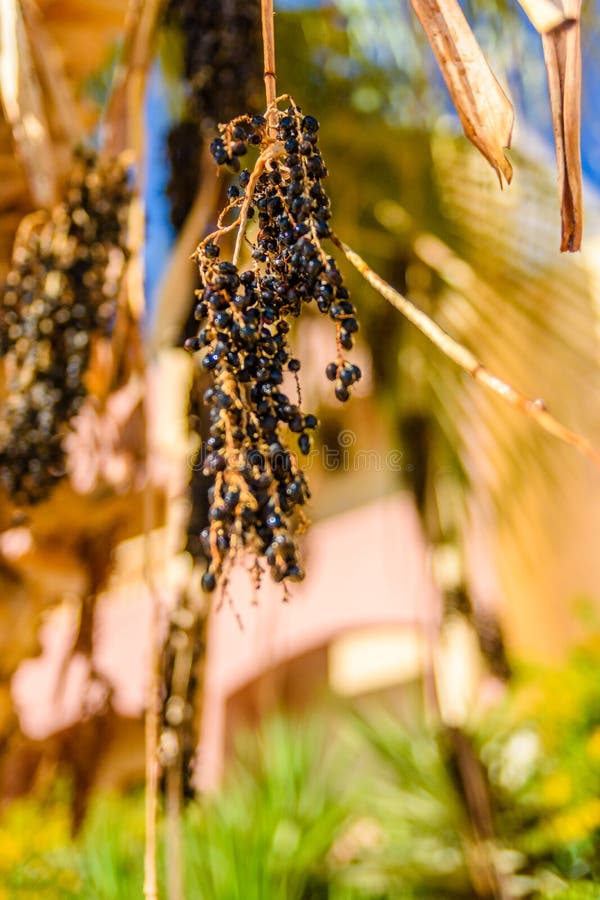 Ripe Fruits of Trachycarpus Palm Tree Stock Image - Image of desert ...