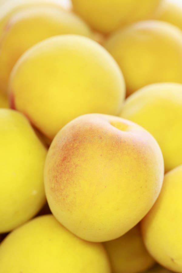 Ripe fruits of Ume stock image. Image of fruits, mume - 37994243