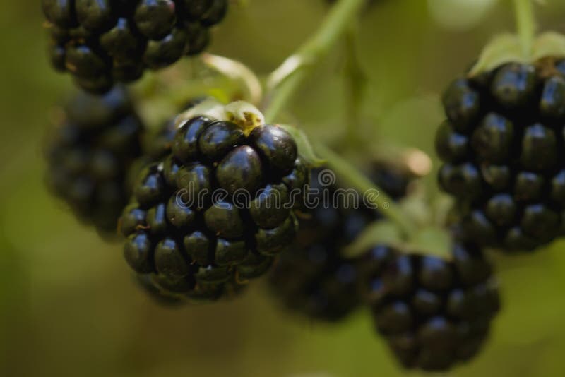 Ripe Fruits of the Wild Blackberry Rubus Caesius Stock Image - Image of ...
