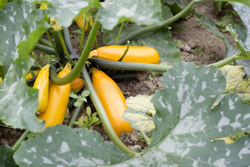 Ripe fruits of zucchini stock image. Image of nutrient - 75936271
