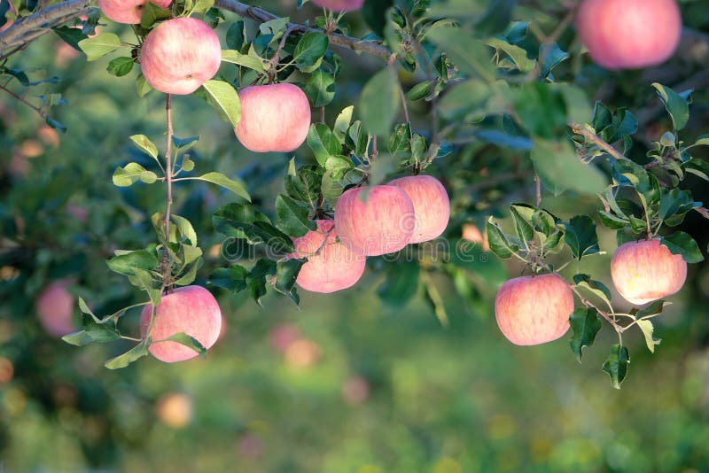Fuji apple stock image. Image of apple, harvest, eating - 102978137