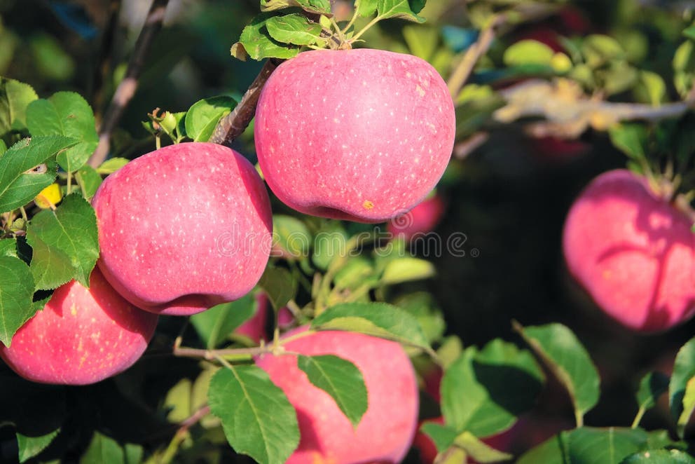 Fuji apple stock photo. Image of fruit, orchard, apple - 102978164
