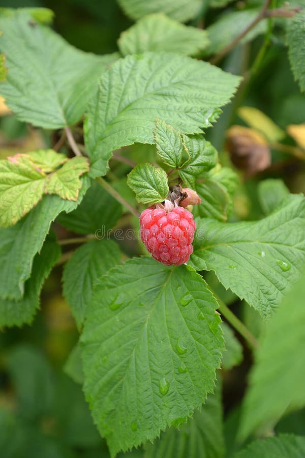Raspberry Berry in the Garden Stock Photo - Image of advertising ...