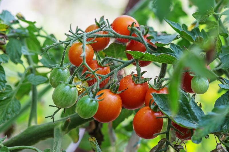 Ripe Garden Tomatoes Ready for Picking. Stock Image - Image of ...