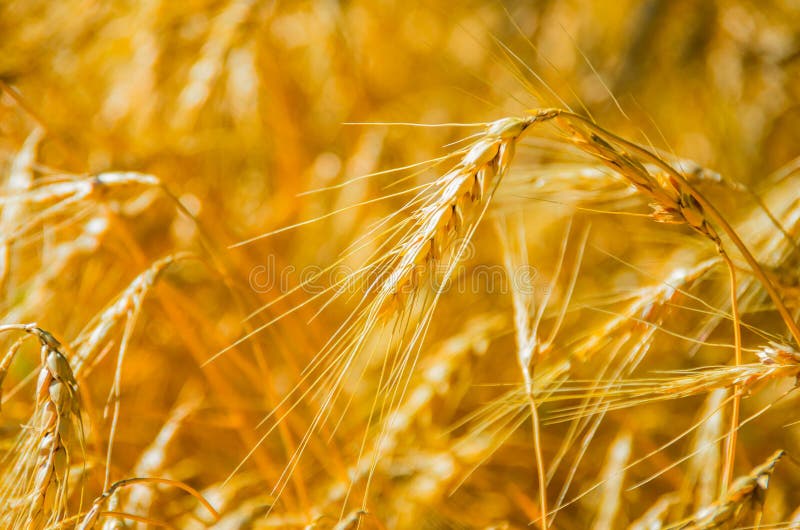 Ripe gold wheat stock photo. Image of grain, organic - 58695774