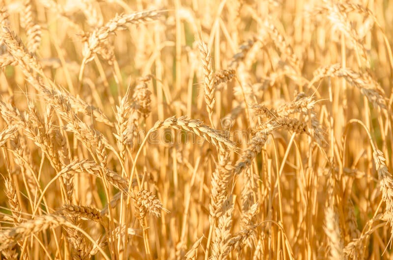 Ripe gold wheat stock image. Image of grain, blue, growing - 66080295