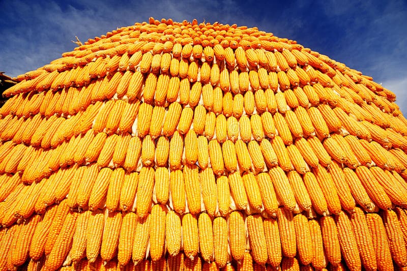 Golden maize in sunlight stock image. Image of grain - 100841137