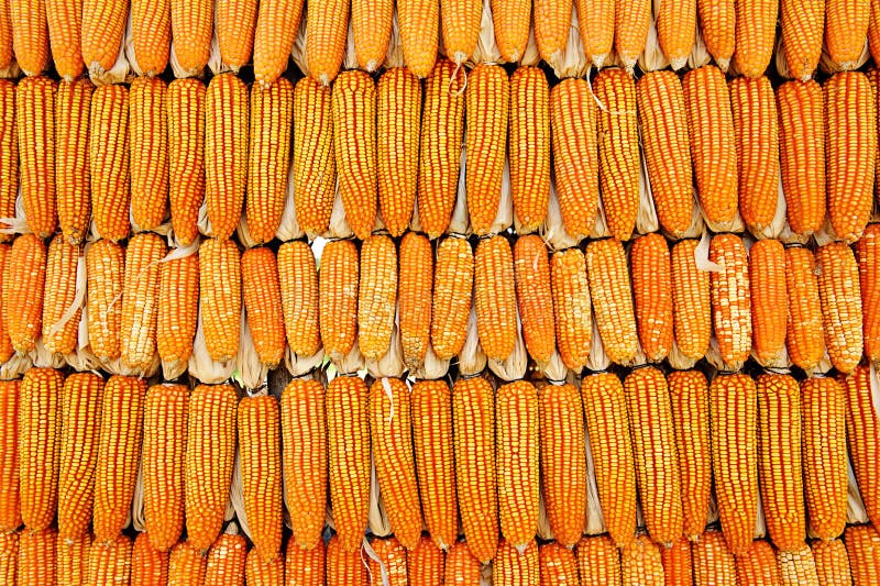 Golden maize in sunlight stock photo. Image of plant - 100841268