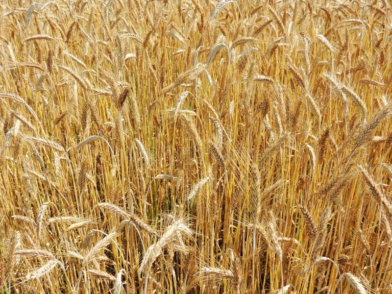 Ripe Golden rye. stock photo. Image of gluten, people - 63915094