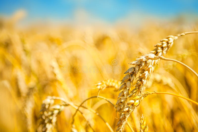 Ripe golden wheat stock image. Image of nonurban, grains - 29551555