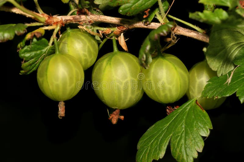 Ripe Gooseberries stock photo. Image of acidic, organic - 1776372