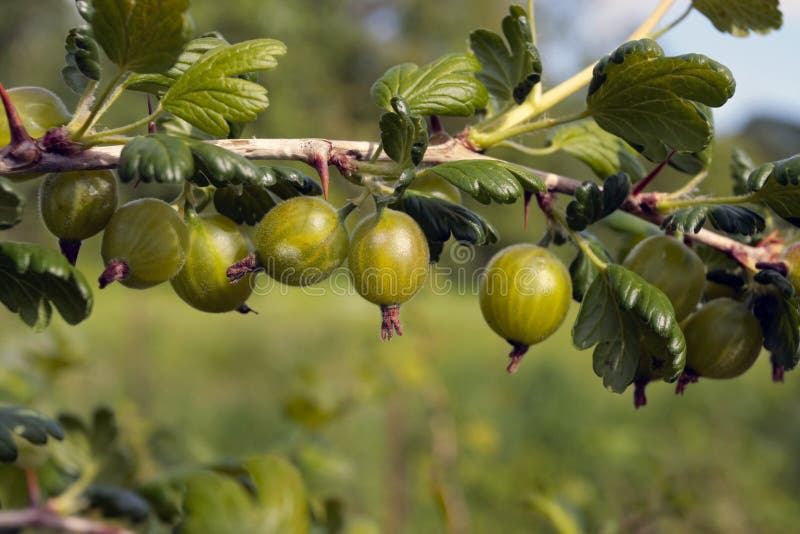 Ripe Gooseberries on Branch Stock Image - Image of diet, spring: 10517307