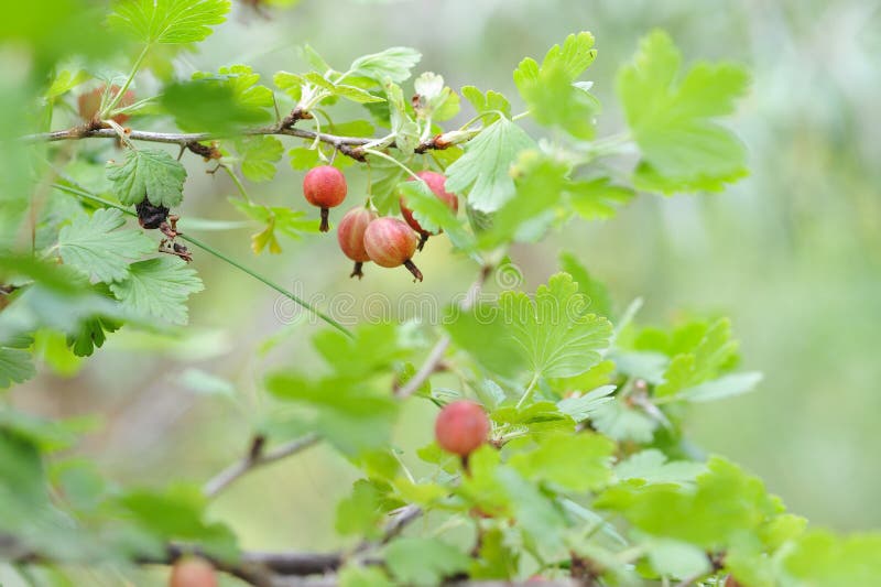 Ripe gooseberries stock image. Image of growth, berries - 75561163