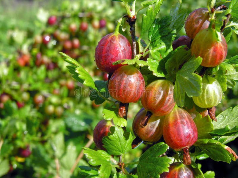 Ripe gooseberries stock image. Image of season, bush - 37258873
