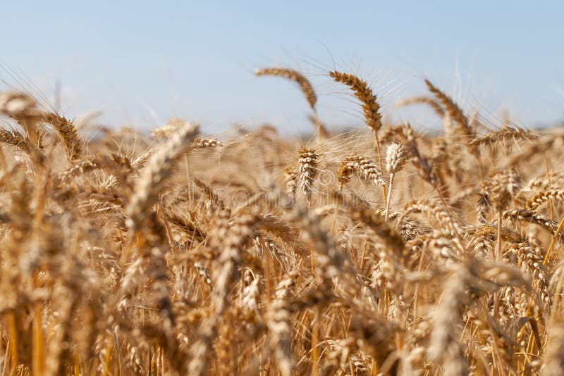 Ripe grain. stock image. Image of farm, natural, crop - 57450973