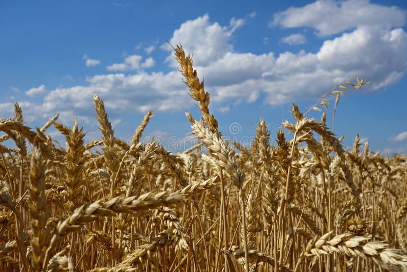 Ripe grain stock photo. Image of cereal, food, crop, grain - 85922460