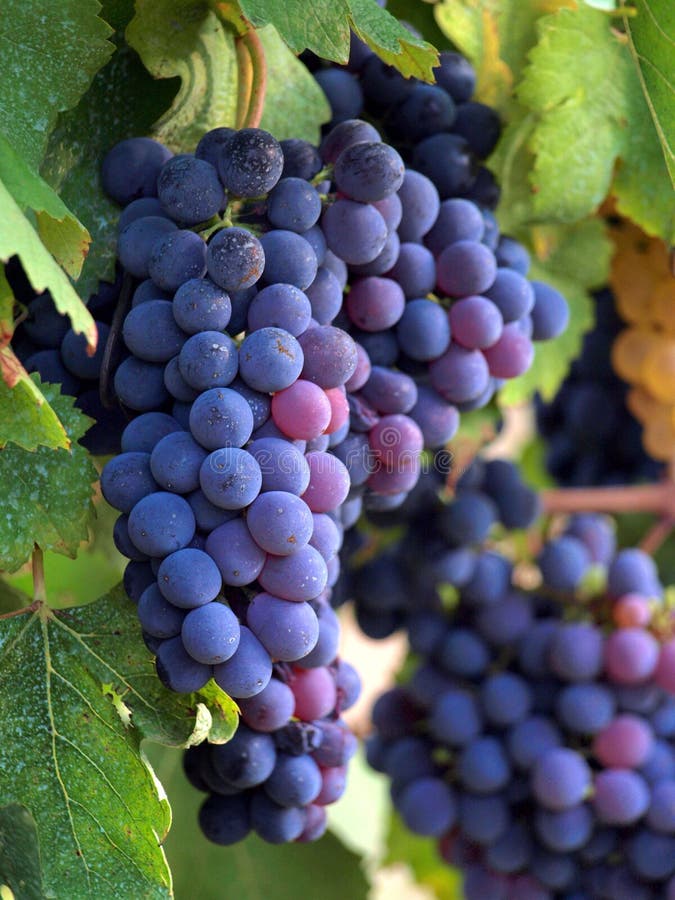 Ripe grape stock photo. Image of vine, winemaking, blue - 10998842