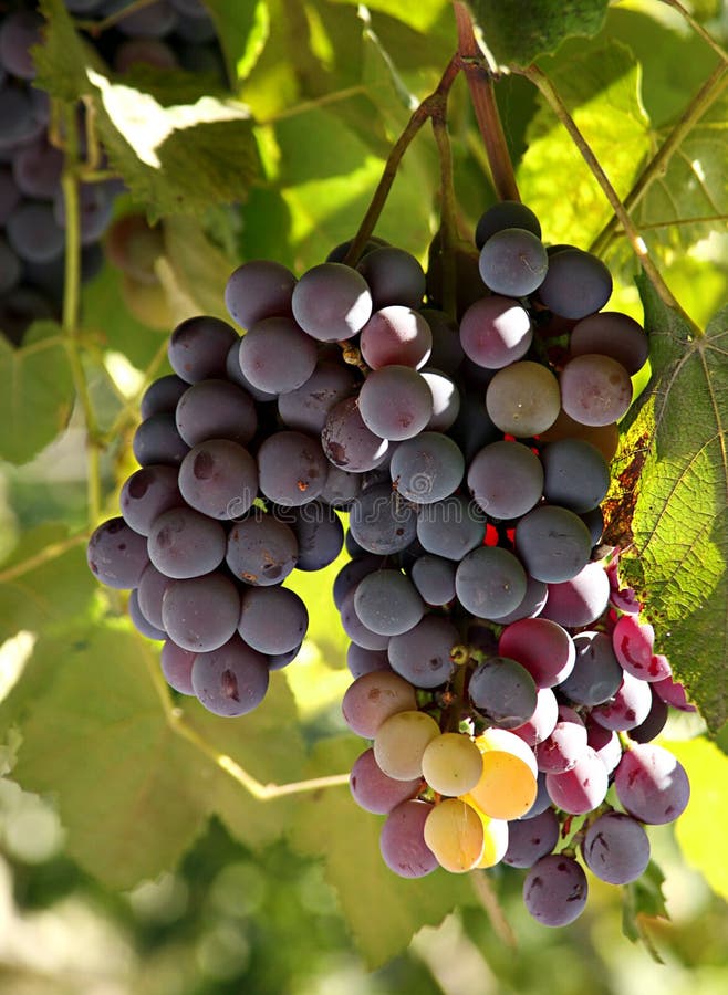 Ripe grape stock photo. Image of fruit, garden, closeup - 11124340