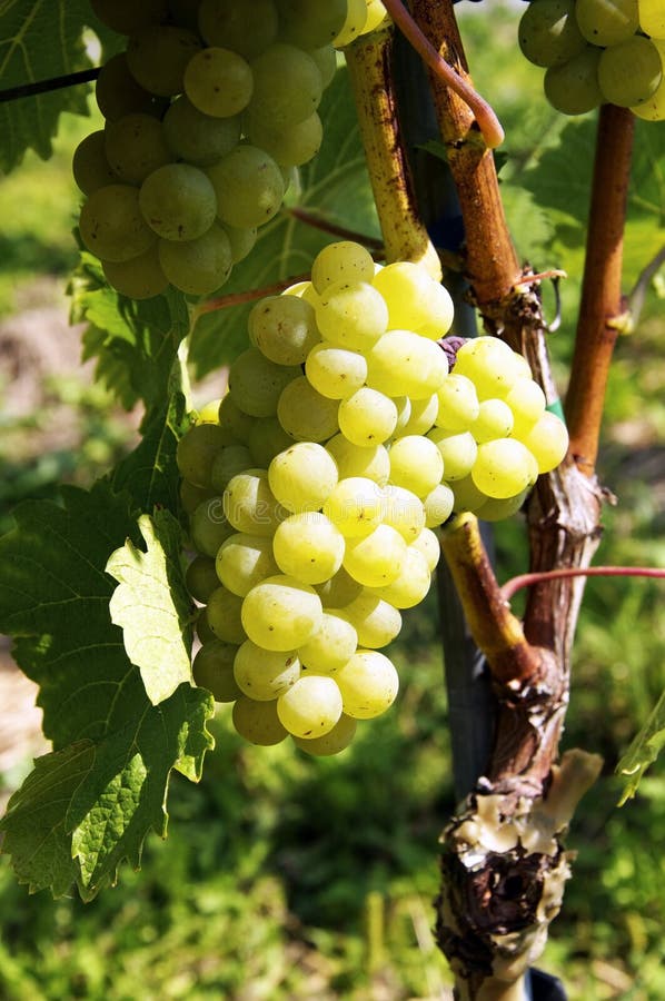 Ripe Grape stock image. Image of grapewine, wine, harvest - 26404411