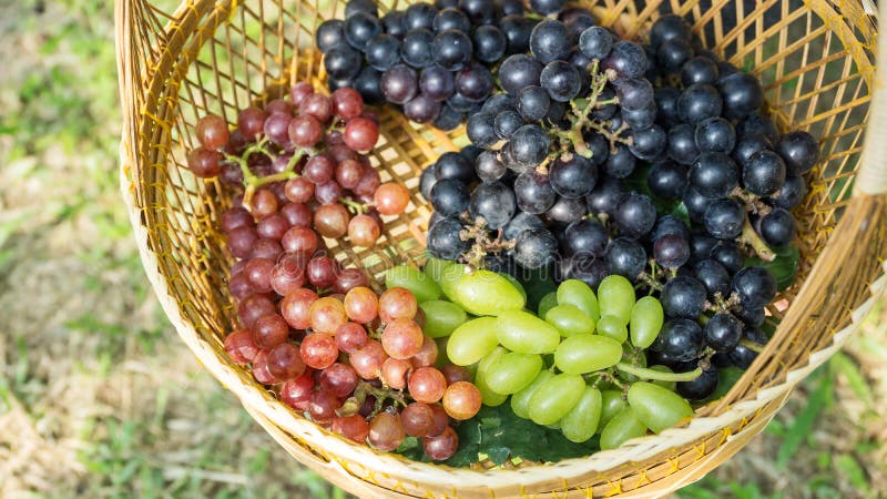 Grape in the basket stock photo. Image of ingredient - 14997840
