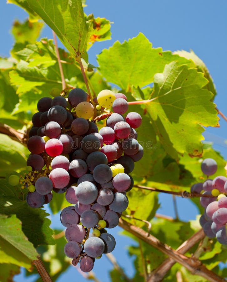 Ripe grape stock image. Image of ripe, garden, dessert - 37051441