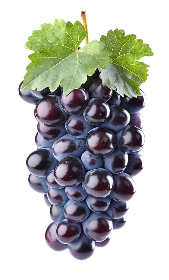 Ripe grape in closeup stock image. Image of leaf, ripe - 58569823