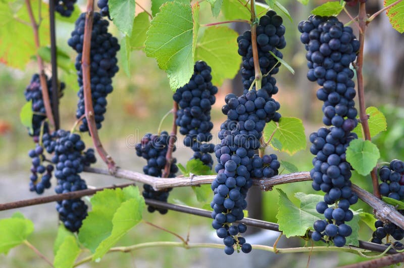 Ripe Grape Clusters Ready for Harvest Stock Photo - Image of natural ...