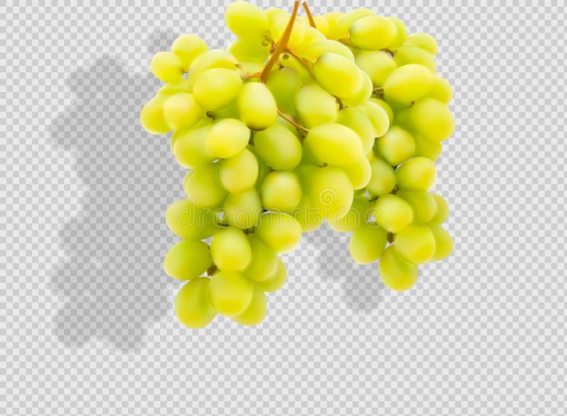 Ripe Grape Isolated on White. Vector Illustration Stock Vector ...