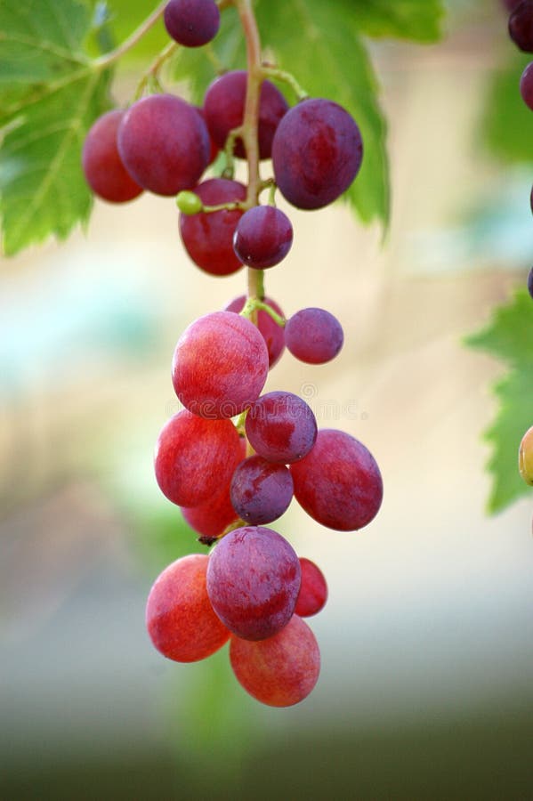 Ripe grape stock photo. Image of bunch, horizontal, vineyard - 45918380