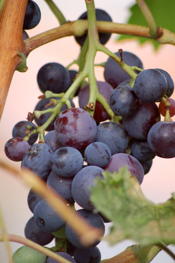 Ripe grape stock image. Image of rare, groth, plant, food - 45918389