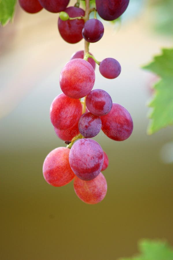 Ripe grape stock photo. Image of plant, white, pear, ripe - 45918390