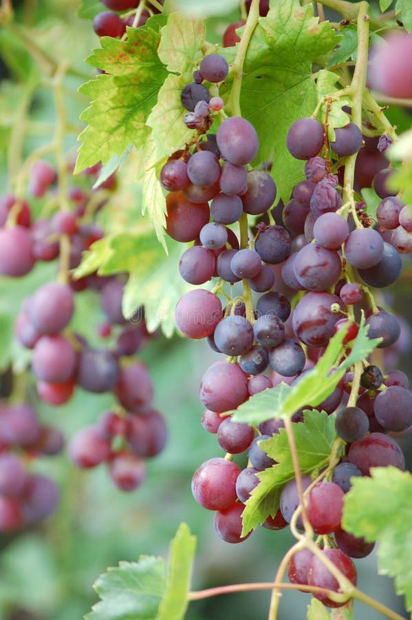 Ripe grape stock image. Image of farm, rural, grape, vineyard - 45918413