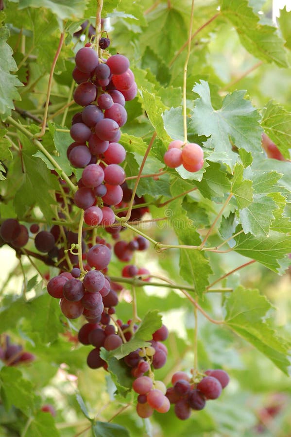 Ripe grape stock image. Image of plant, macro, fruit - 45918443