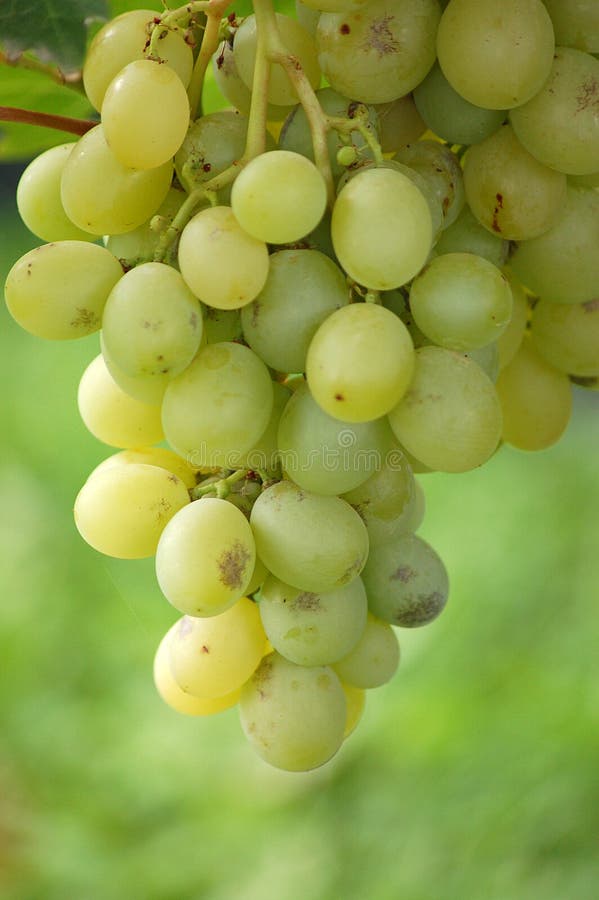 Ripe grape stock photo. Image of rare, agriculture, vineyard - 45918526