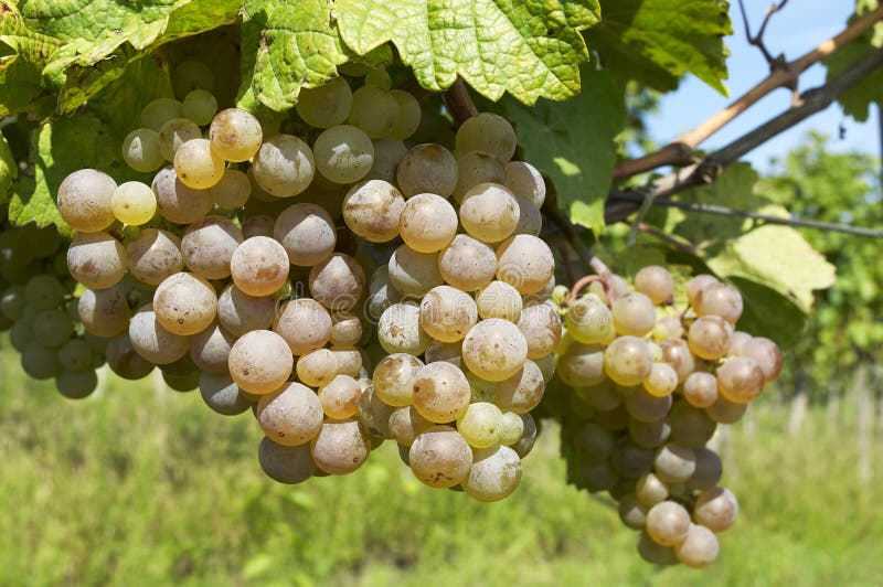 Ripe grape in sunshine stock image. Image of grapes, leaf - 16076701