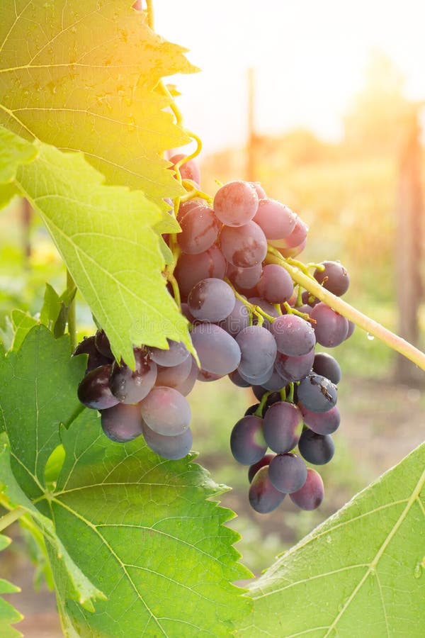 Ripe Grape on Vine in Sunrise Stock Photo - Image of macro, food: 33830638